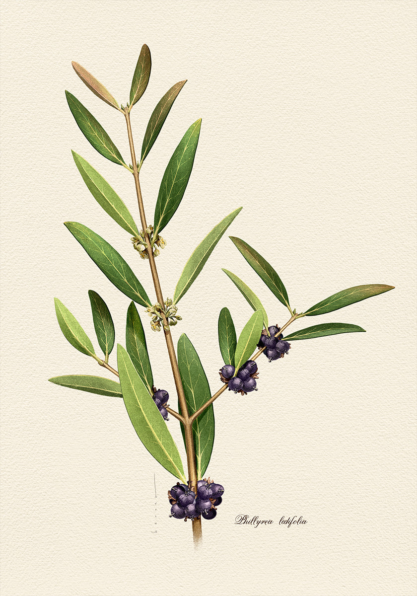 Botany Phillyrea Latifolia – Posterbox.se
