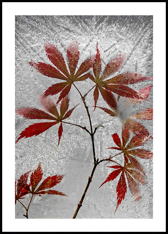 red maple Poster – Posterbox.se