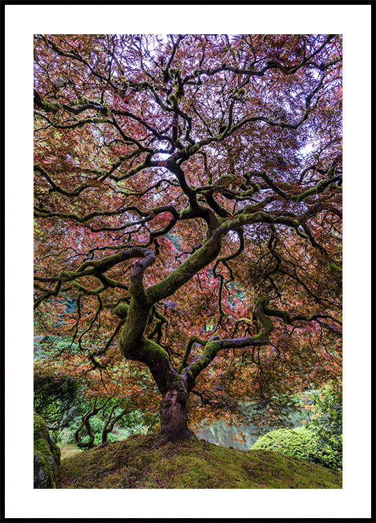 Japanese Maple Tree Poster – Posterbox.se