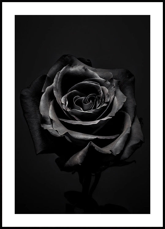 Black Rose Poster – Posterbox.se