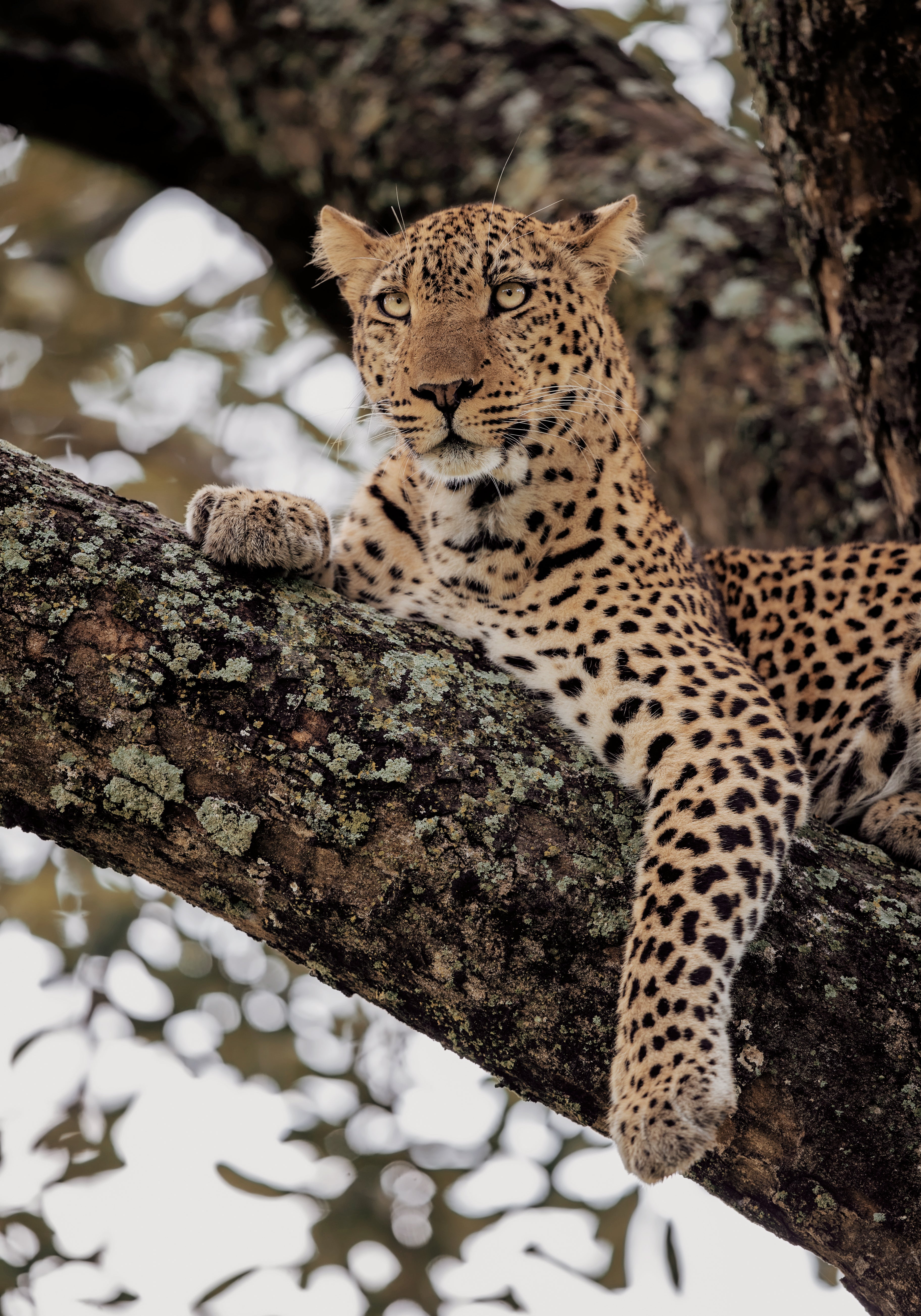 Majestic Leopard on a Tree Branch Poster – Posterbox.se
