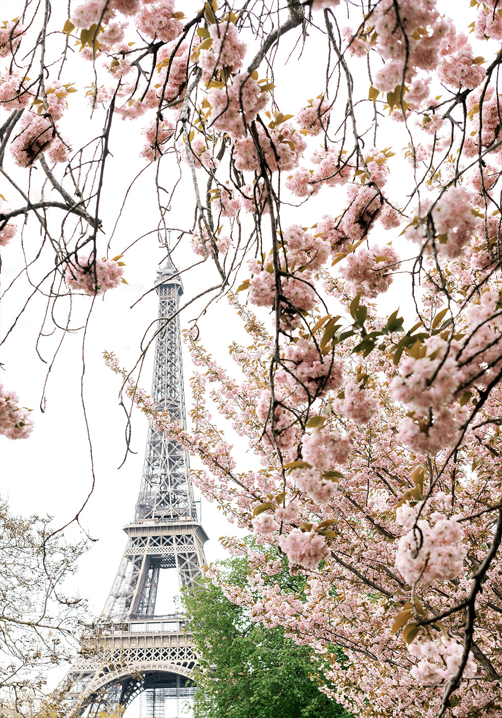 Spring Eiffel Tower With Bherry Blossoms Poster – Posterbox.se